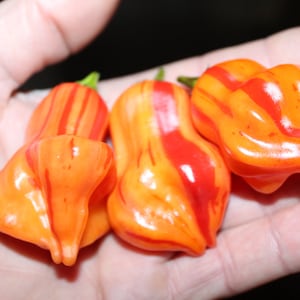 Zebrange Pepper 25 Fresh Organic Seeds for 2026 - Etsy