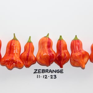 Zebrange Pepper 25 Fresh Organic Seeds for 2025 - Etsy