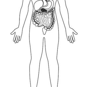 Human Anatomy Colouring Pages - Ideal for Study, School, College, Exams ...