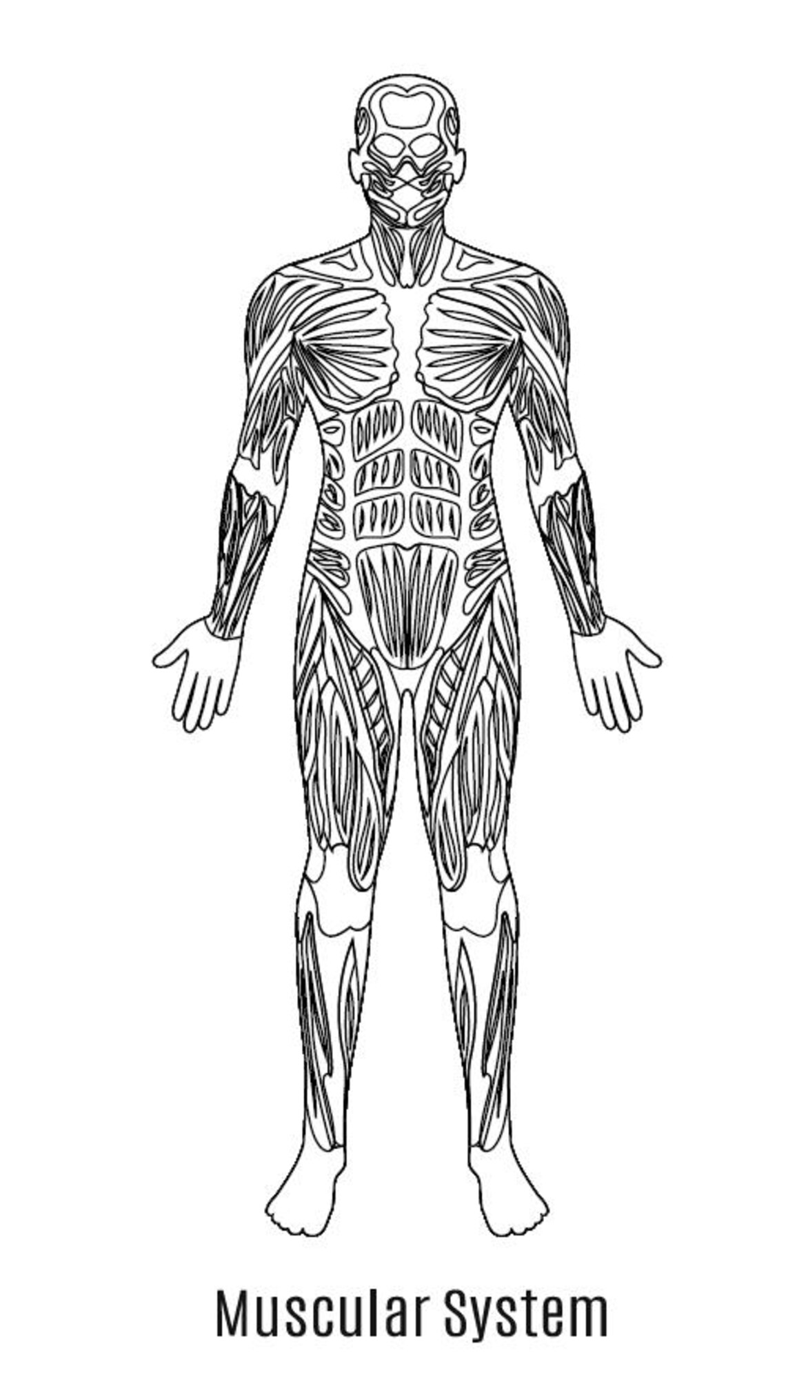 Human Anatomy Colouring Pages - Ideal for Study, School, College, Exams ...