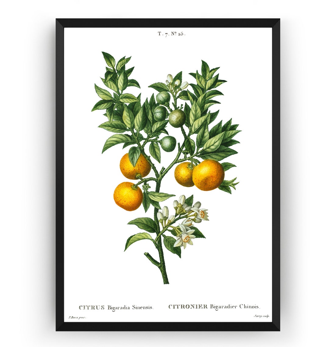 Vintage bitter süße Orangen auf einem Zweig (Citrus Bigaradia Sinensis ...