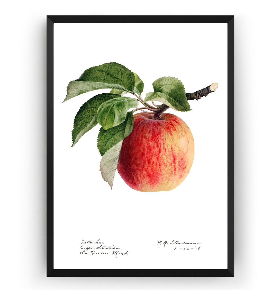Vintage Apple Print (malus Domestica) 1918, Fruits Vegetable Kitchen ...
