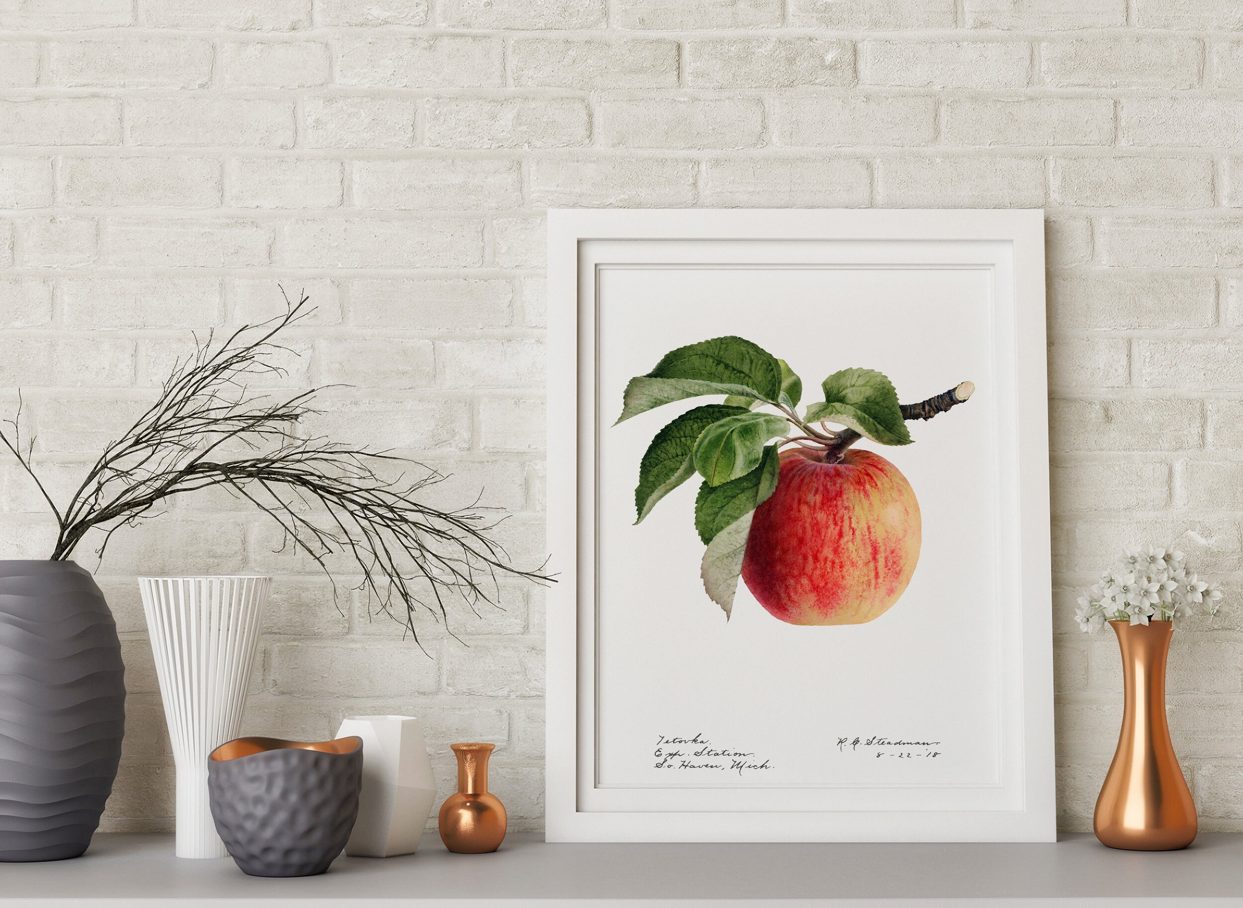 Vintage Apple Print (malus Domestica) 1918, Fruits Vegetable Kitchen ...
