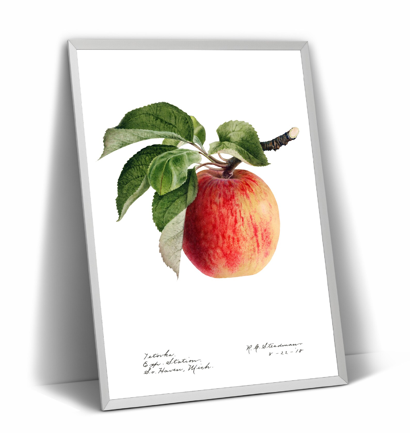 Vintage Apple Print (malus Domestica) 1918, Fruits Vegetable Kitchen ...