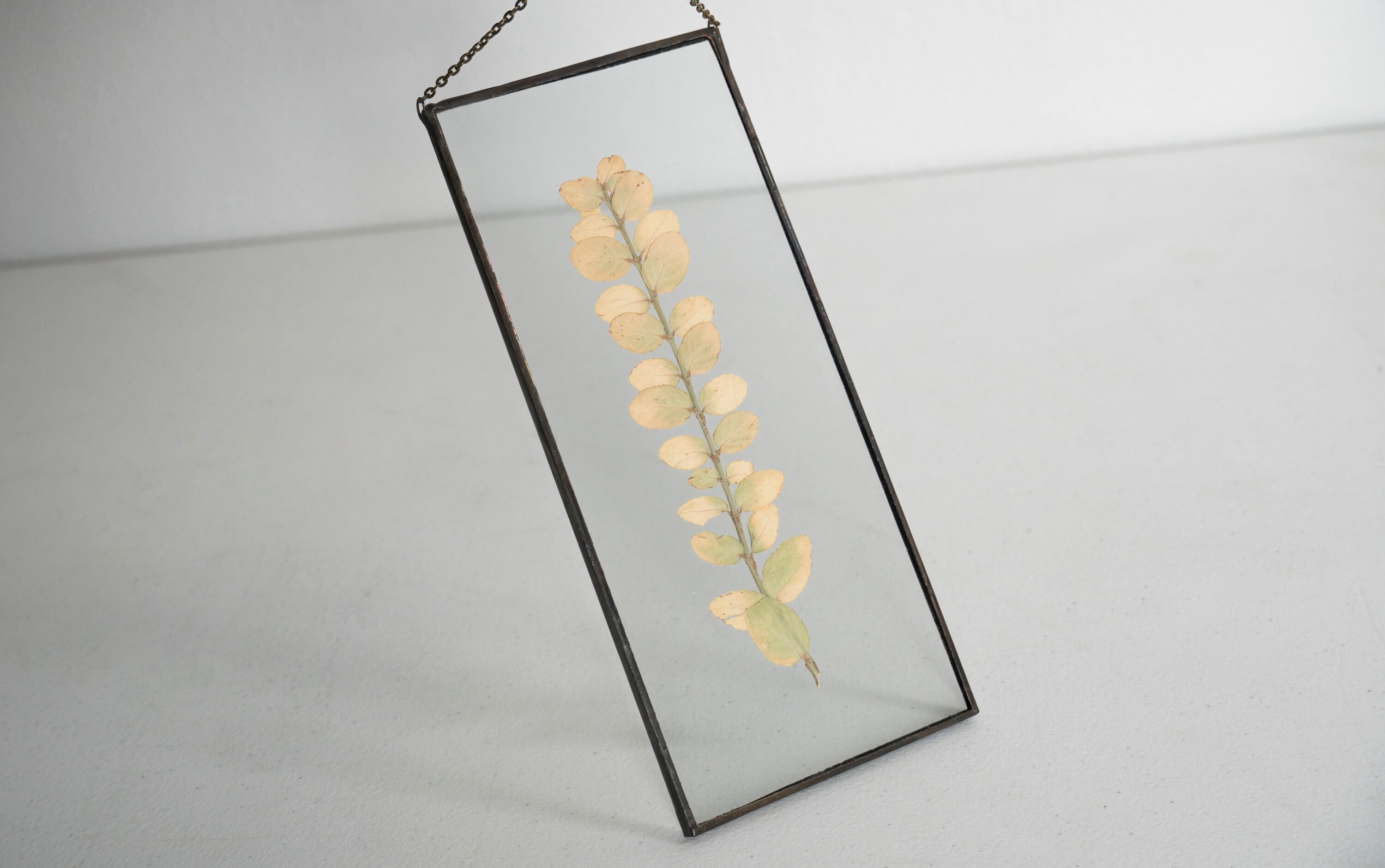 Pressed Vine Plant, Framed in Clear Glass, Flower Wall Hanging, Stained ...