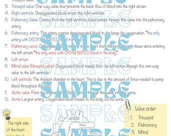 Blood Flow Through the Heart - PDF Instant Download - Etsy