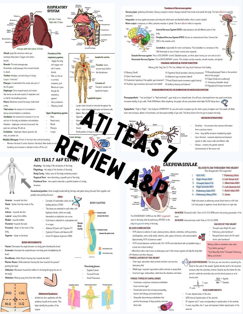 ATI TEAS 7 Anatomy and Physiology Review | Pre Nursing Students ...
