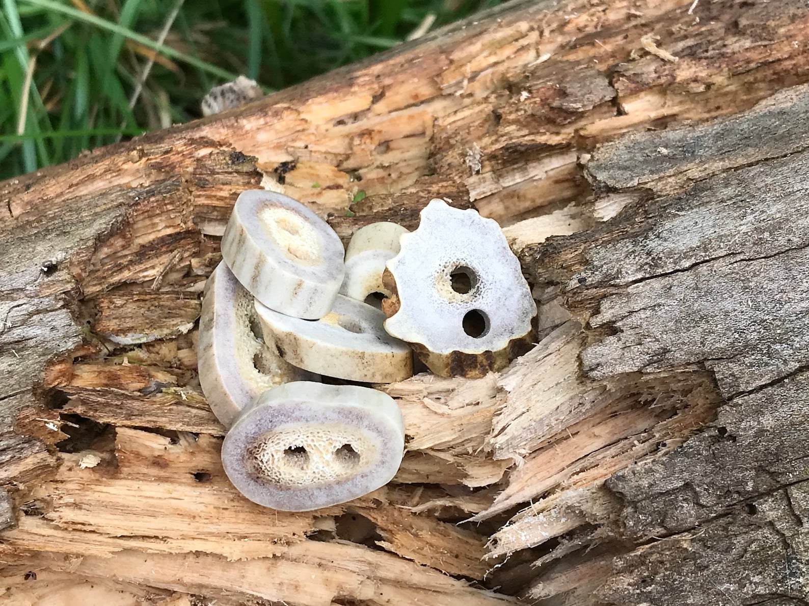 Antler Button Large Buttons Natural Deer Antler Buttons With | Etsy