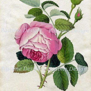 Vintage Pink Rose Image,instant Download,rose Illustration, Vintage ...