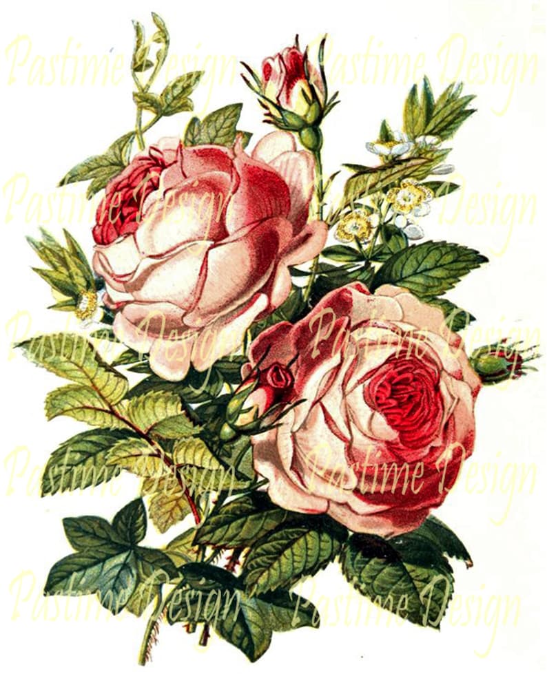 Vintage Pink Rose Imageinstant Downloadvintage Rose - Etsy