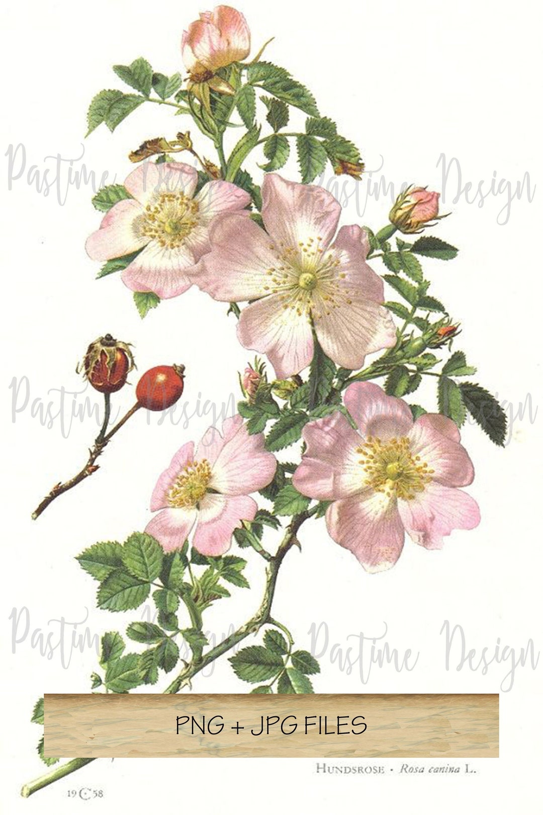 Vintage Wild Rose PNG Image, Wild Rose Sublimation, Instant Download ...