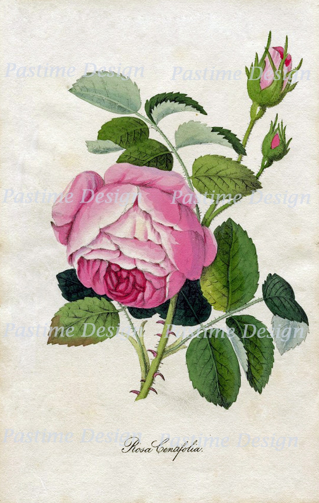 Vintage Pink Rose Imageinstant Downloadrose Illustration - Etsy