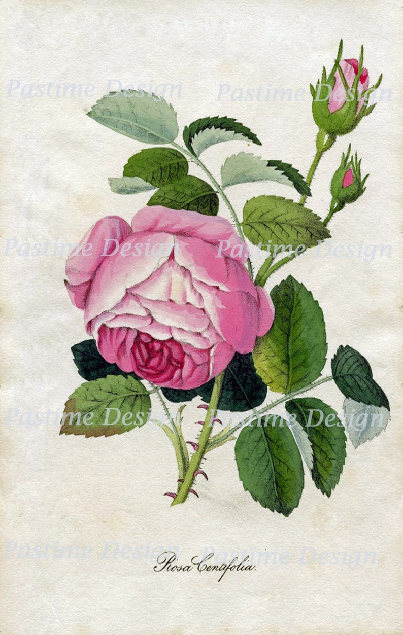 Vintage Pink Rose Image,instant Download,rose Illustration, Vintage ...