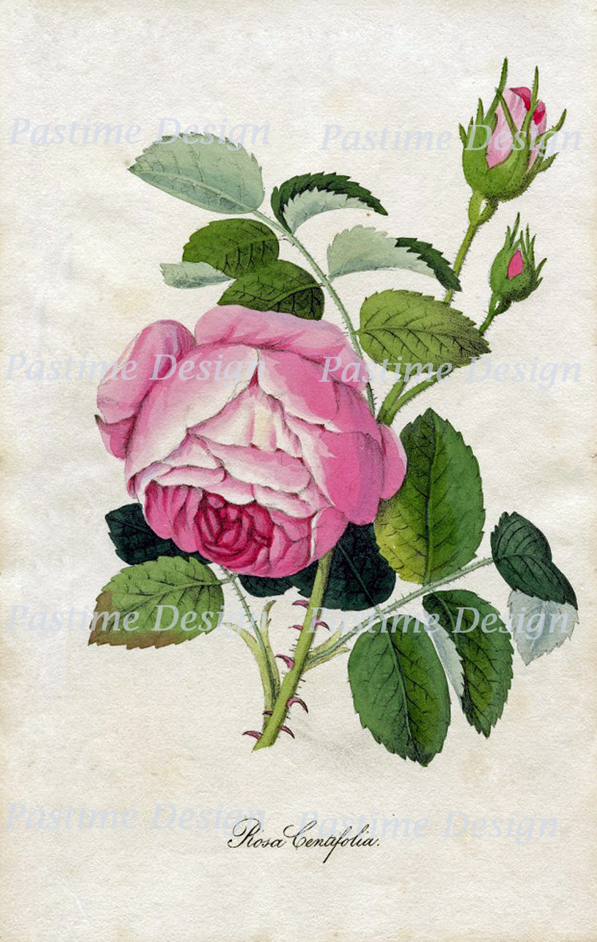 Vintage Pink Rose Image,instant Download,rose Illustration, Vintage ...