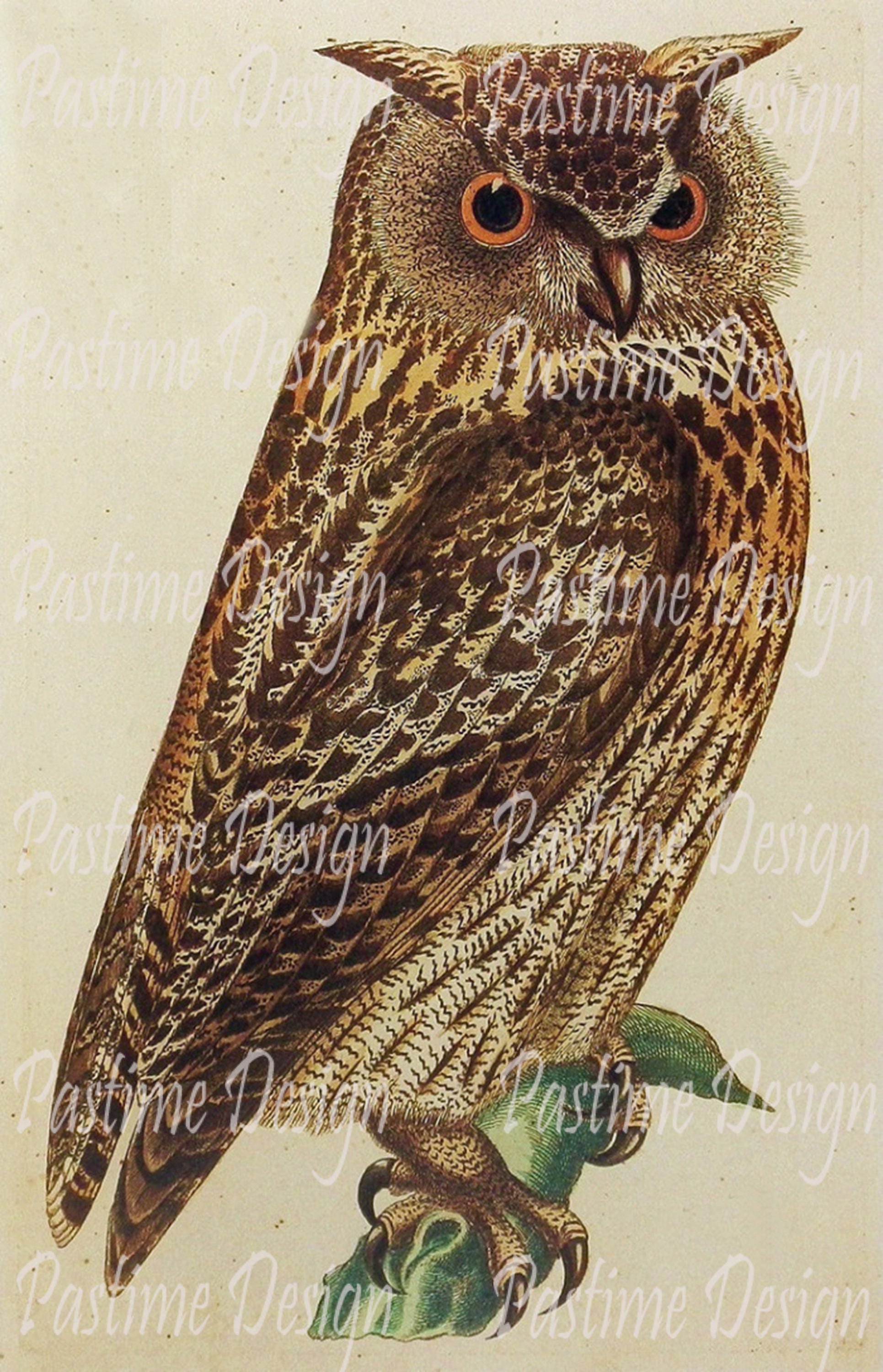 Vintage Owl Image,instant Download,vintage Owl Illustration,owl ...