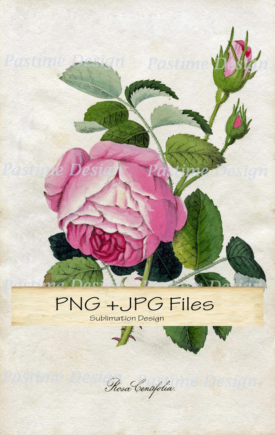 Vintage Pink Rose Image,instant Download,rose Illustration, Vintage ...