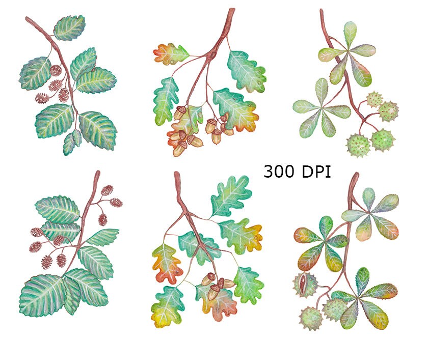 Autumn Leaves Watercolor Clipart Forest Trees Branches Alder Oak ...