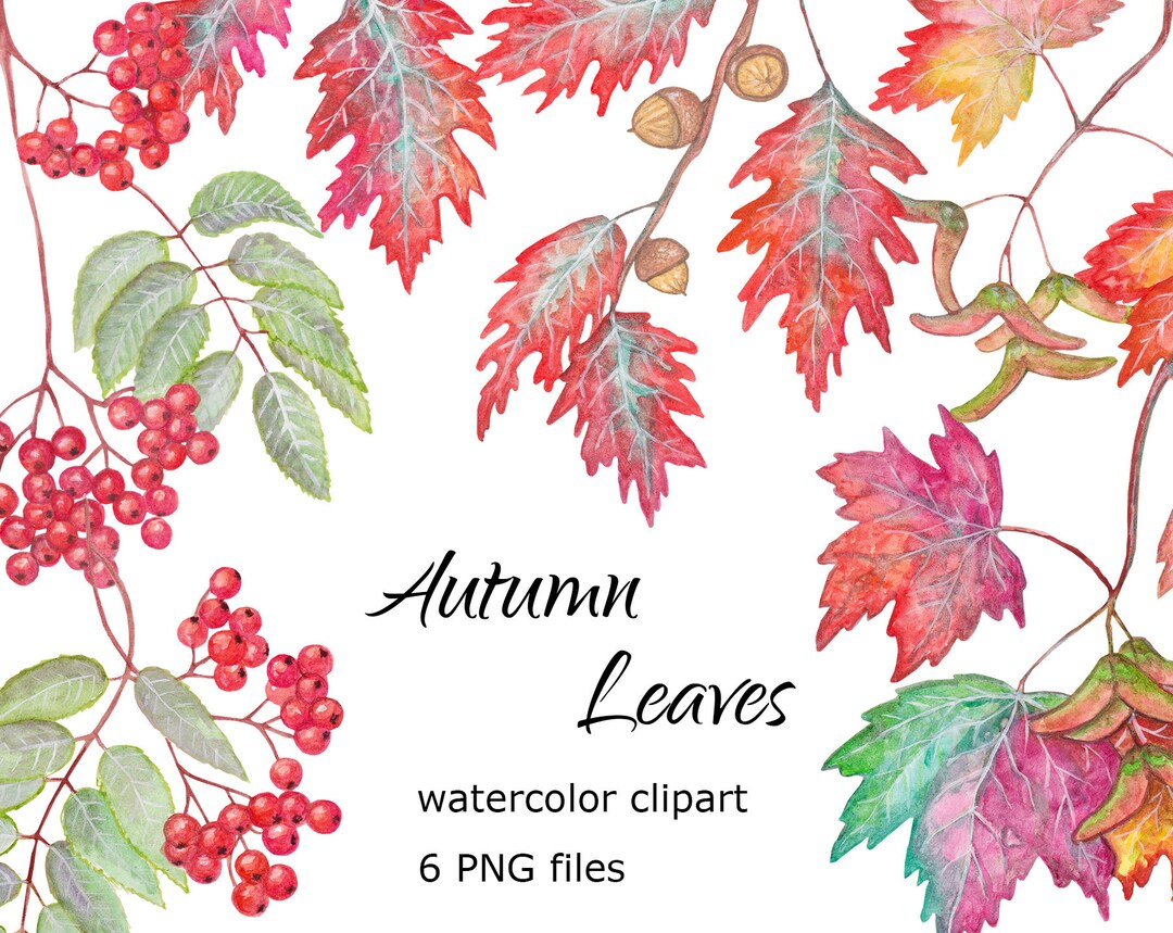 Autumn Leaves Watercolor Clipart Forest Trees Branches Mountain Ash ...