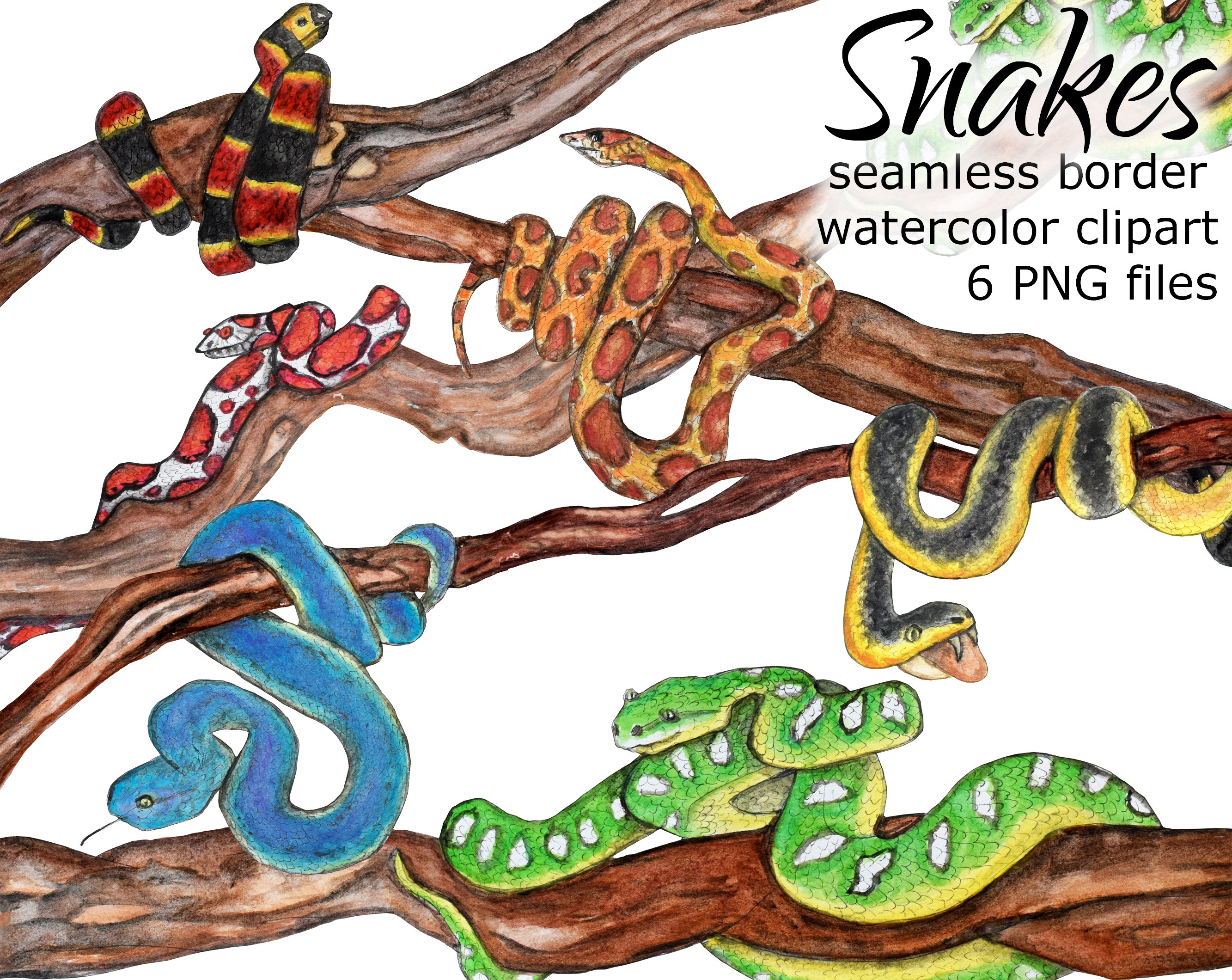 Watercolor Snakes Seamless Border сlipart 300 DPI Clip Art PNG Hand ...