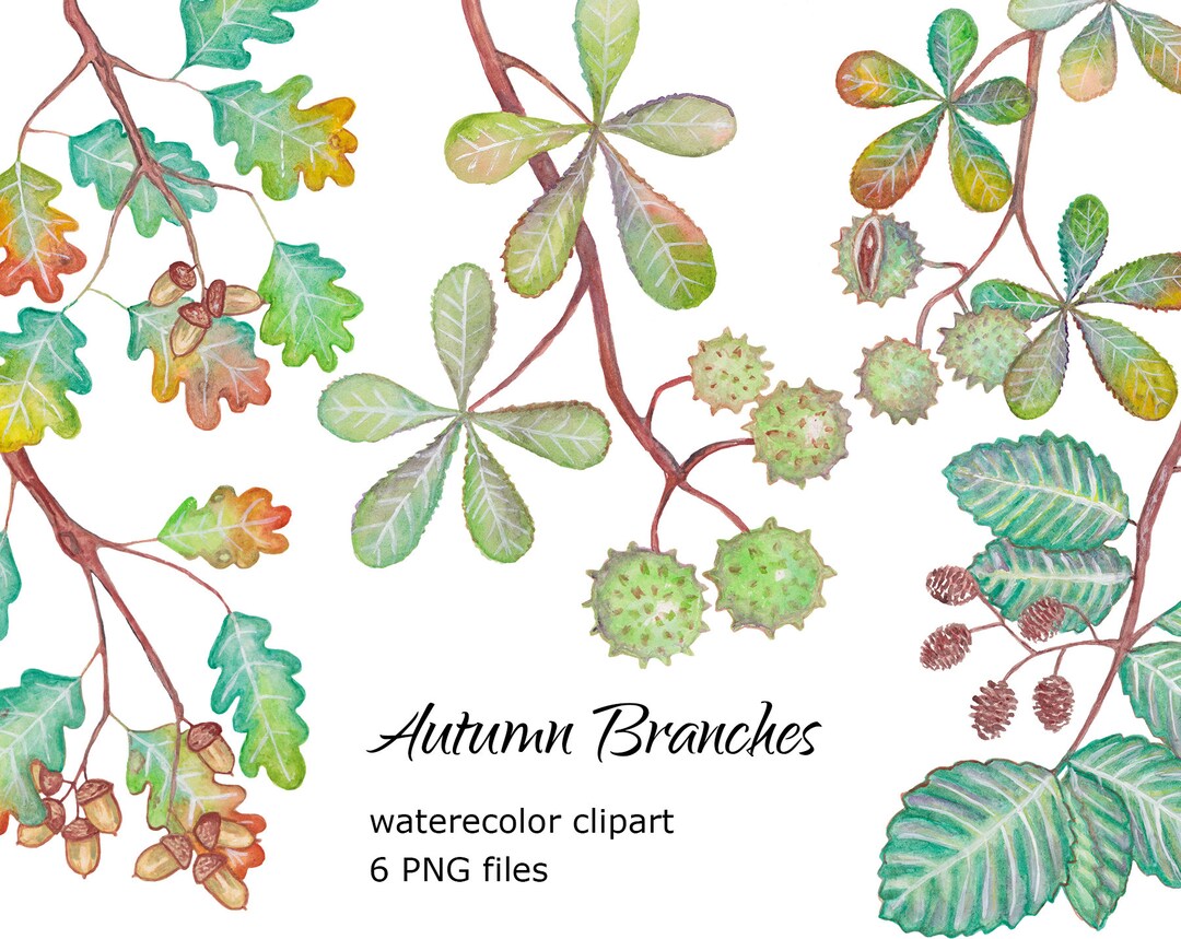 Autumn Leaves Watercolor Clipart Forest Trees Branches Alder Oak ...