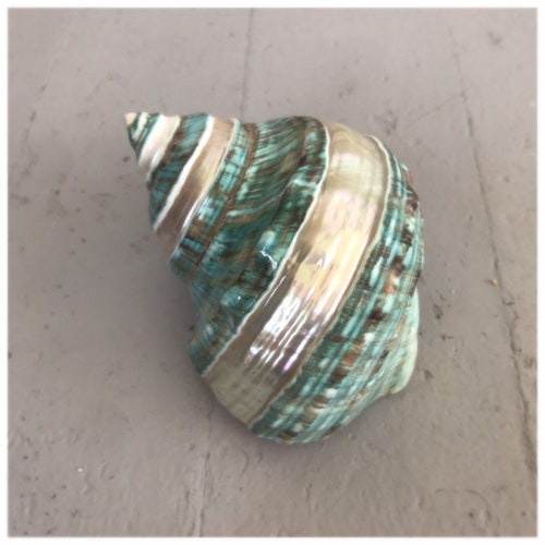 Polished GREEN JADE Banded Turbo Hermit CRAB Sea Shell 3 | Etsy