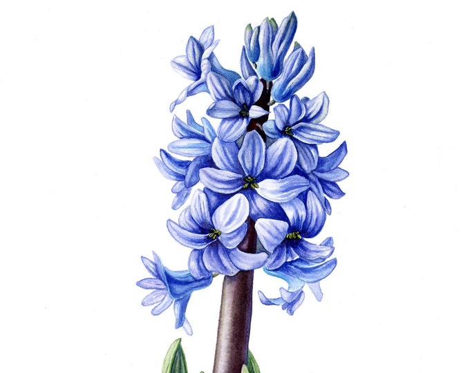 Original Watercolour Blue Hyacinth- Botanical Painting by Sandrine ...