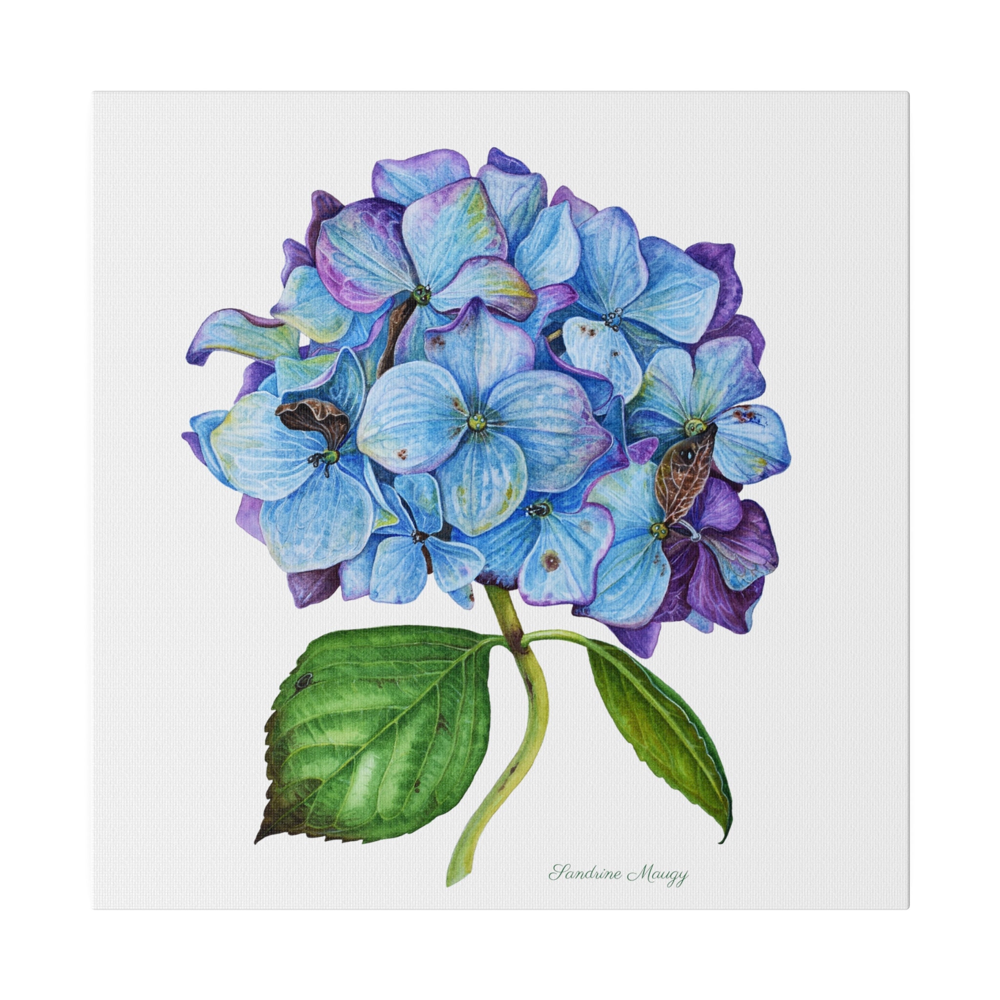 Watercolour Blue Hydrangea Print on Stretched Canvas - Etsy