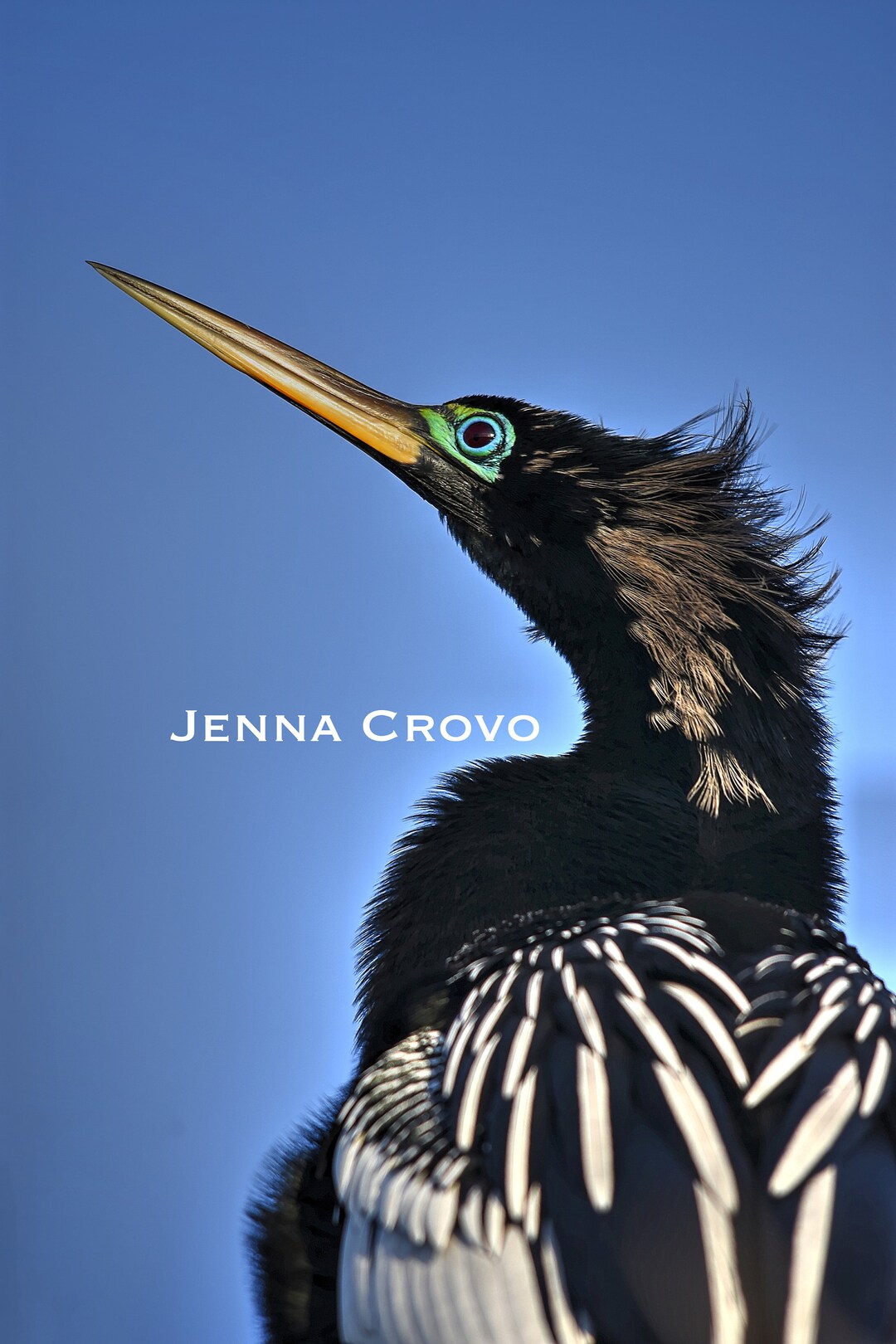 Anhinga (anhinga Anhinga) Fine Art Print Everglades National Park ...