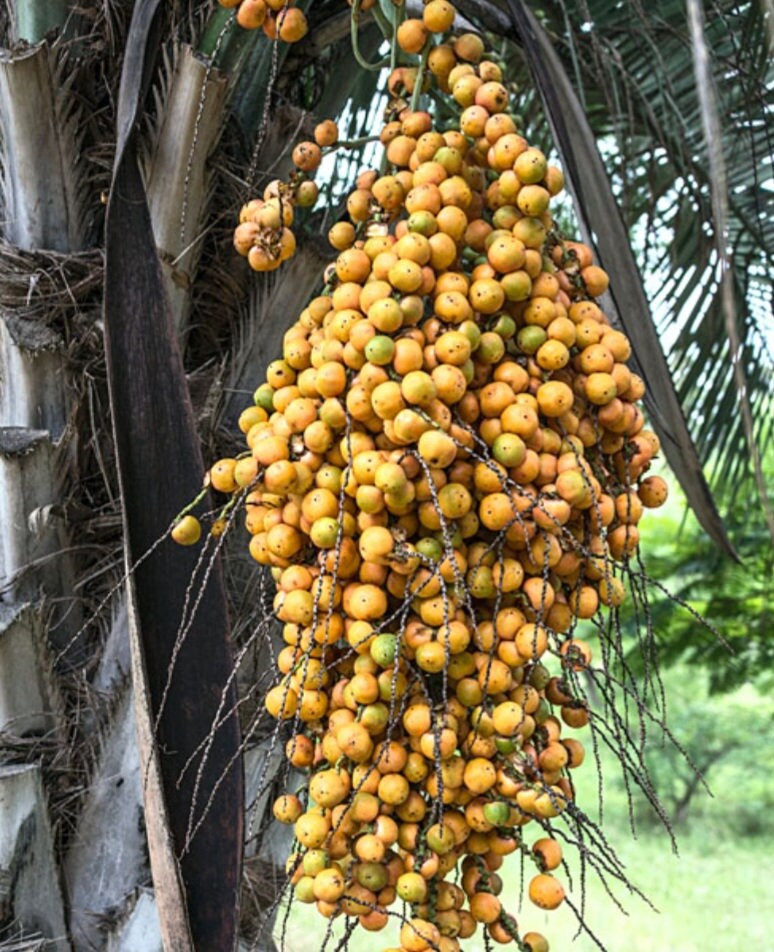 5 Seeds Pindo Palm Tree Burial Capitata - Etsy