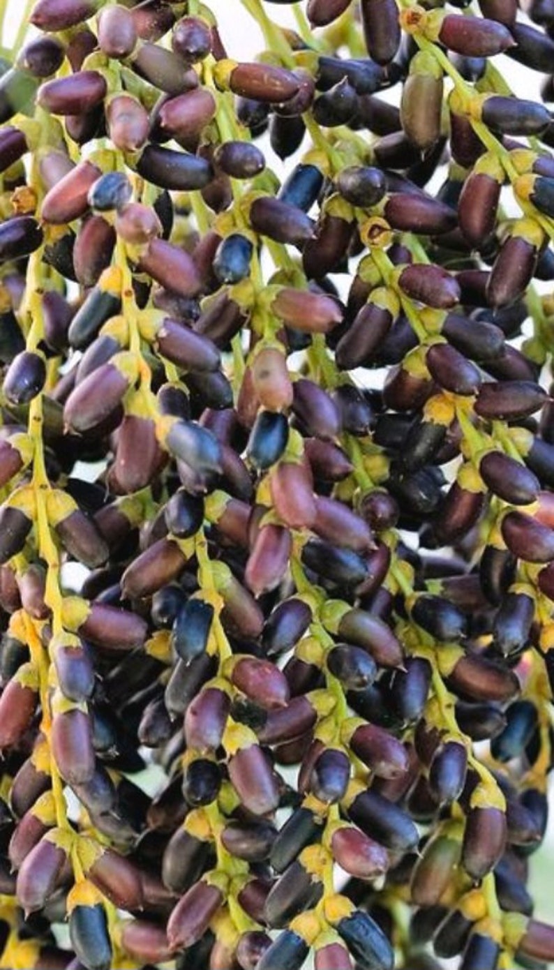 10 Pygmy Date Palm Seeds (phoenix Roebelenii) Tropical Palm Tree Seeds ...