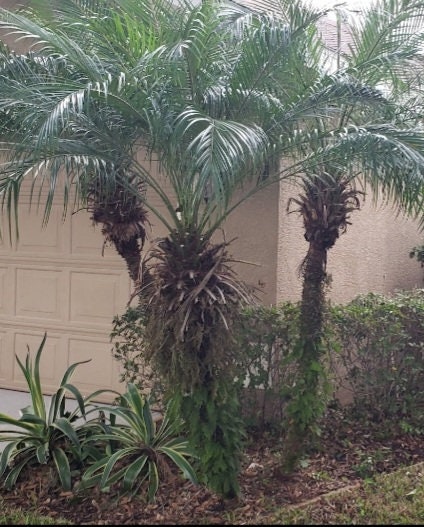 10 Pygmy Date Palm Seeds (phoenix Roebelenii) Tropical Palm Tree Seeds ...