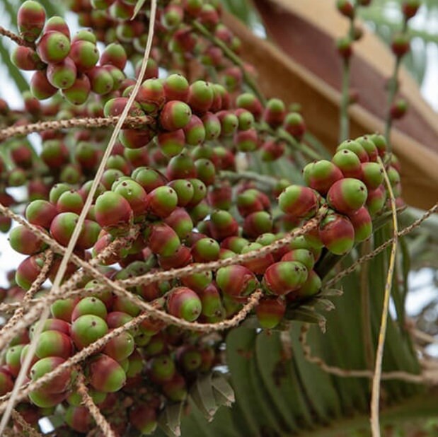 5 Seeds Pindo Palm Tree Burial Capitata - Etsy