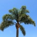 10 Queen Palm Seeds. Palm Tree for a Tropical Look. Evergreen Palm With ...