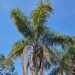10 Queen Palm Seeds. Palm Tree for a Tropical Look. Evergreen Palm With ...