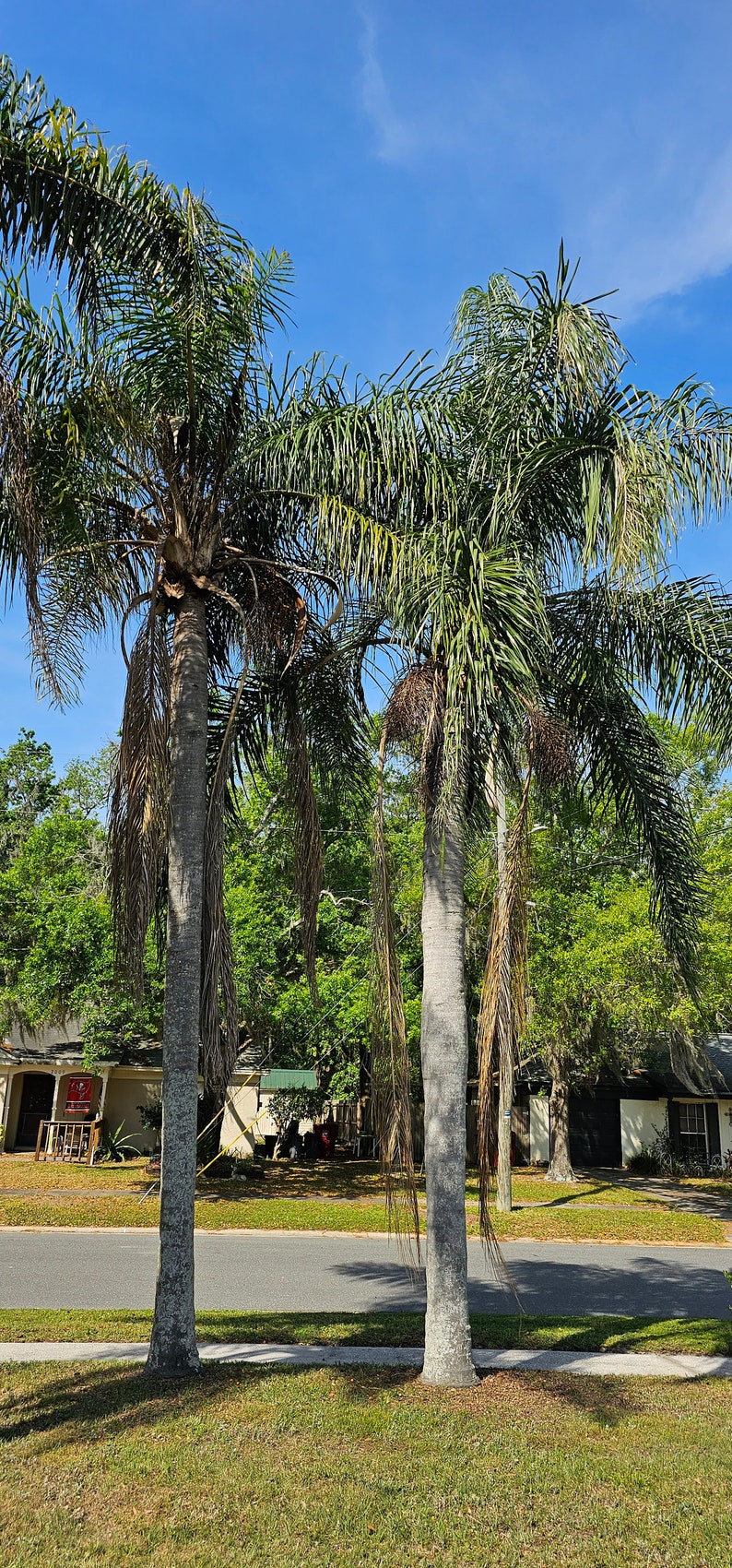 10 Queen Palm Seeds. Palm Tree for a Tropical Look. Evergreen Palm With ...