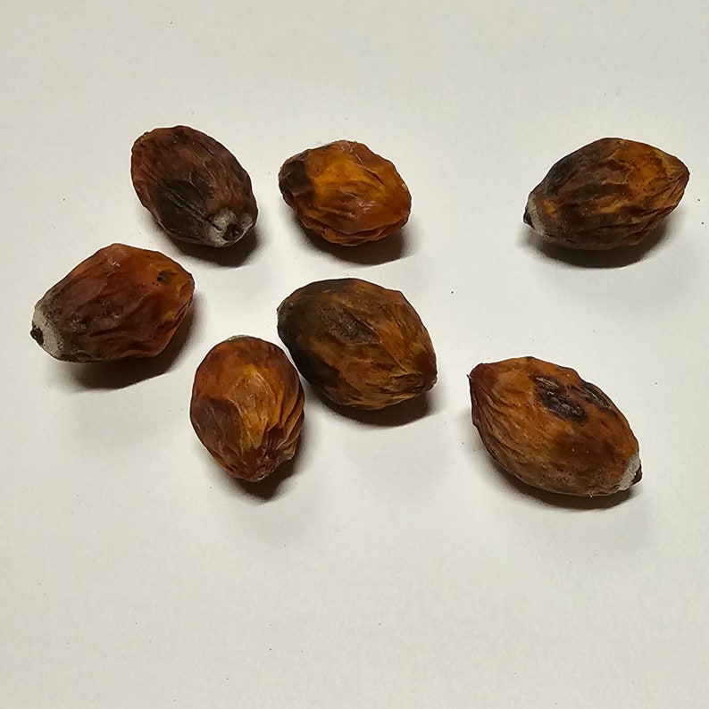 10 Queen Palm Seeds. Palm Tree for a Tropical Look. Evergreen Palm With ...