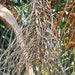 10 Queen Palm Seeds. Palm Tree for a Tropical Look. Evergreen Palm With ...