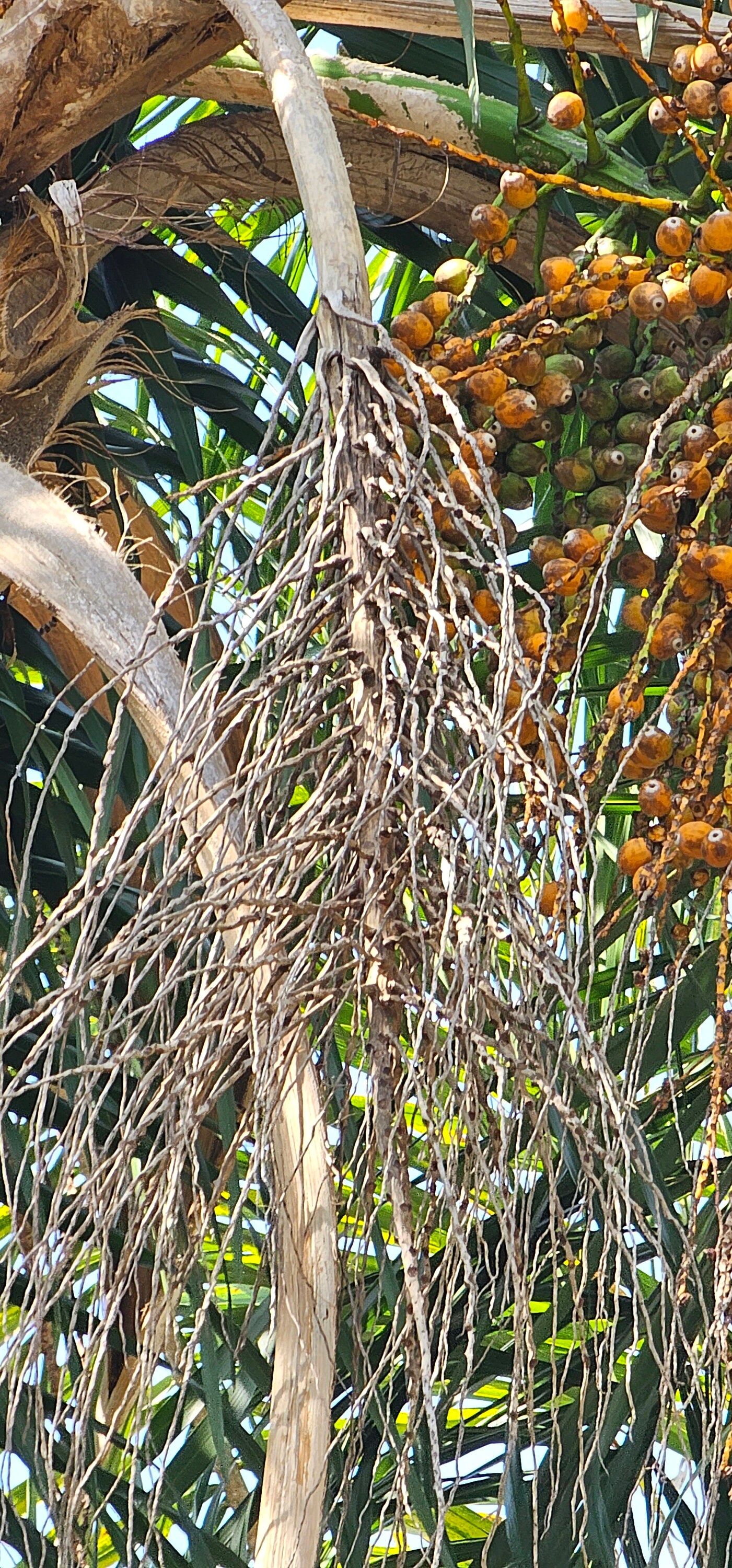 10 Queen Palm Seeds. Palm Tree for a Tropical Look. Evergreen Palm With ...