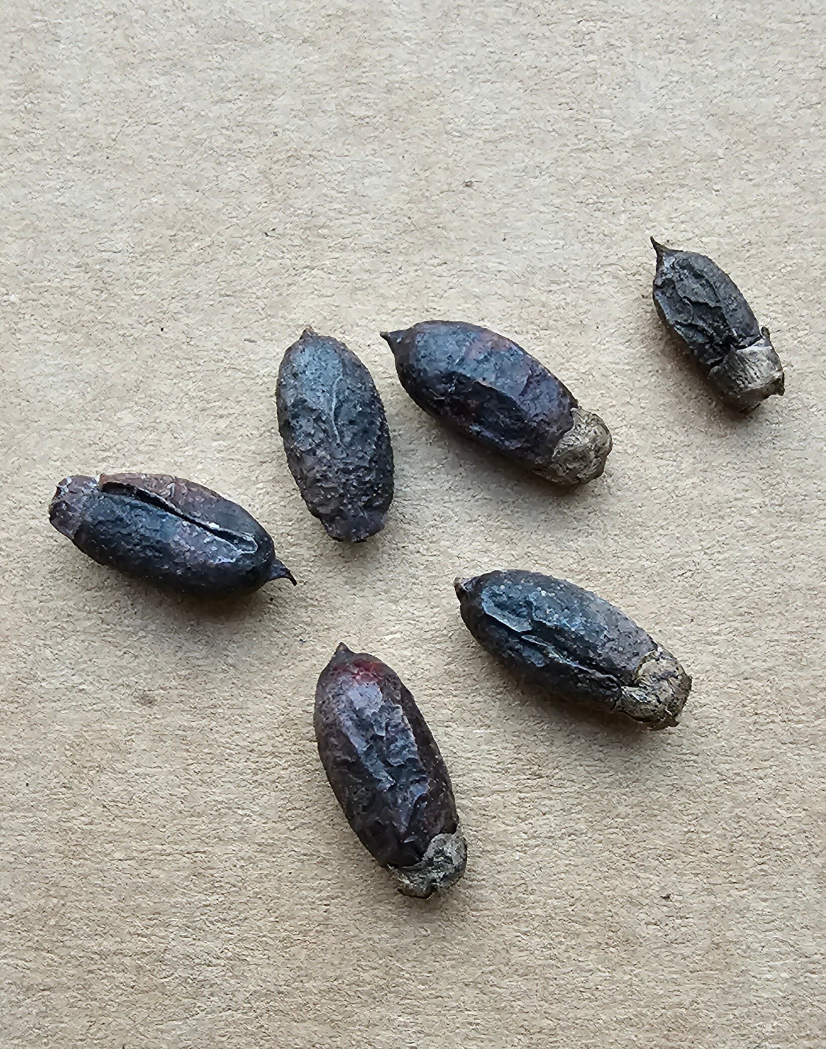 10 Pygmy Date Palm Seeds (phoenix Roebelenii) Tropical Palm Tree Seeds ...