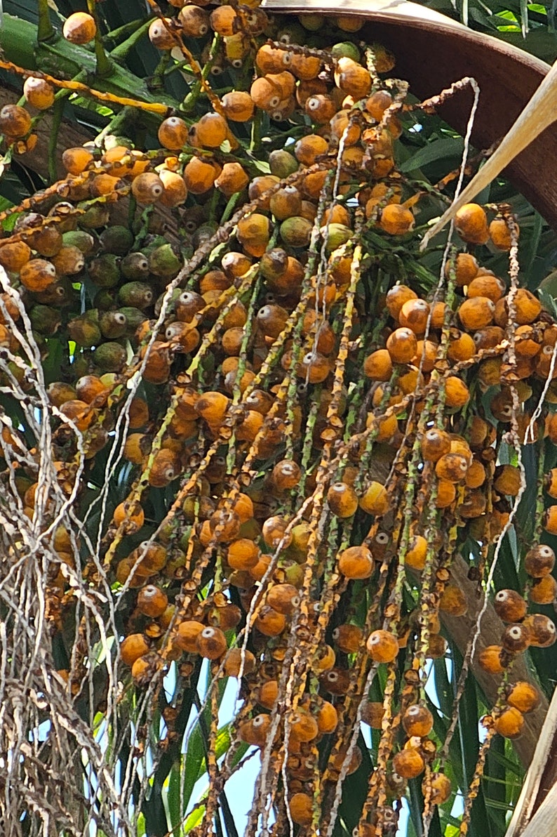 10 Queen Palm Seeds. Palm Tree for a Tropical Look. Evergreen Palm With ...