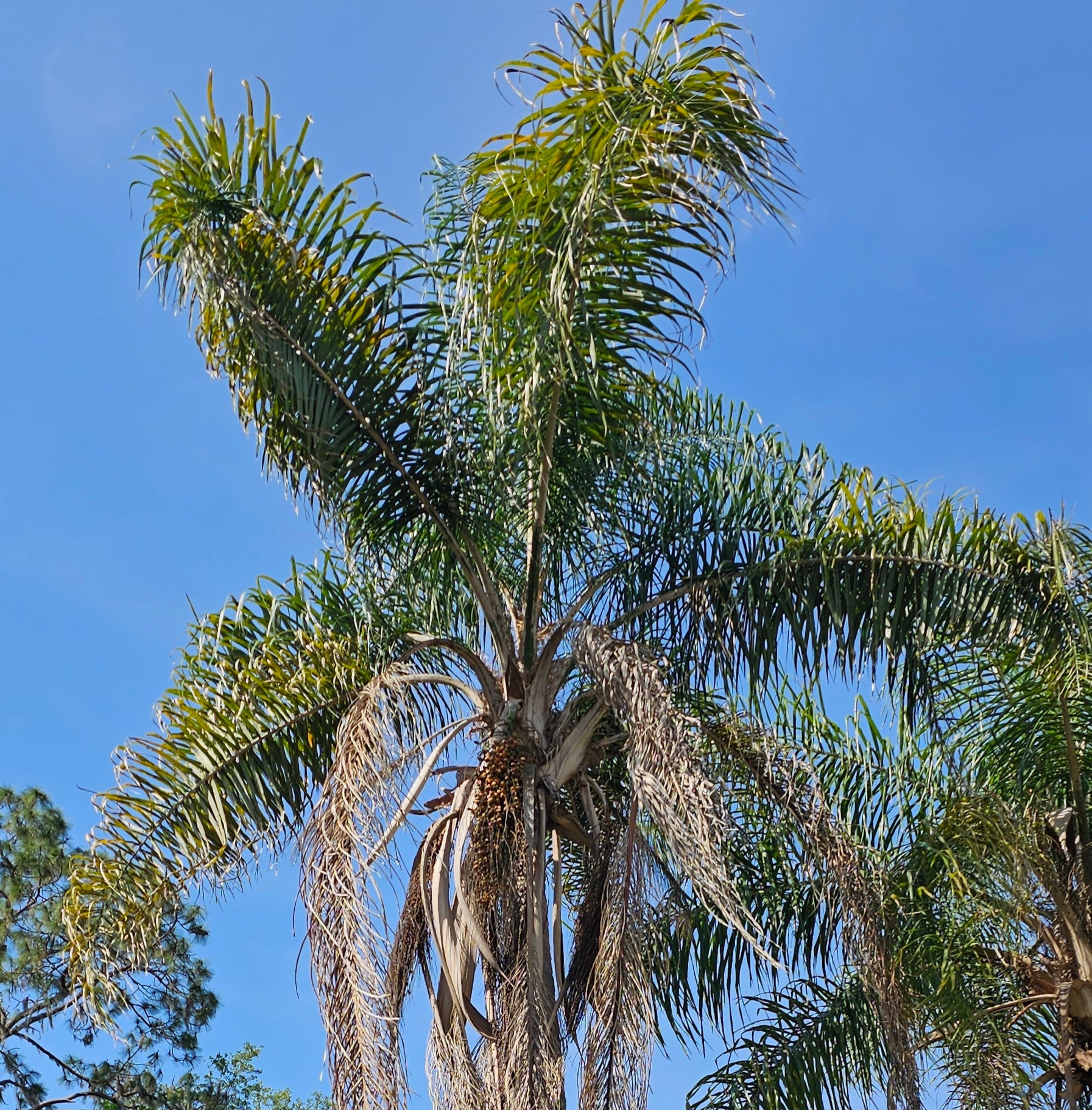 10 Queen Palm Seeds. Palm Tree for a Tropical Look. Evergreen Palm With ...