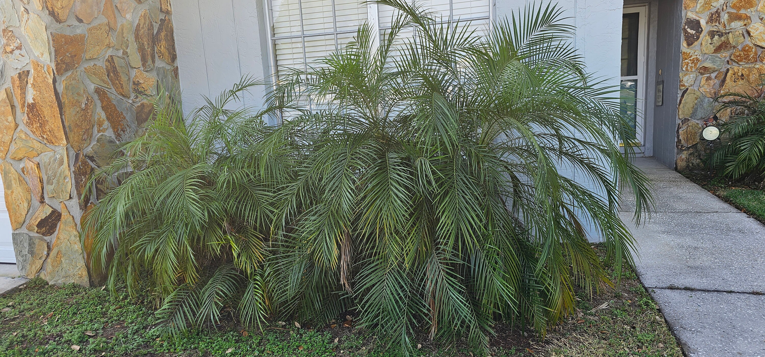 10 Pygmy Date Palm Seeds (phoenix Roebelenii) Tropical Palm Tree Seeds ...