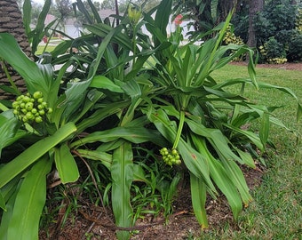Queen Emma Plant, Crinum Lily Plant - Etsy