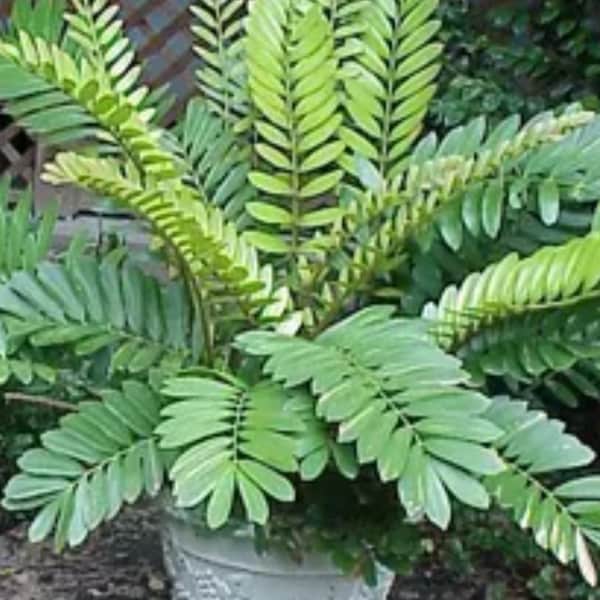 Cardboard Plant Pots - Etsy