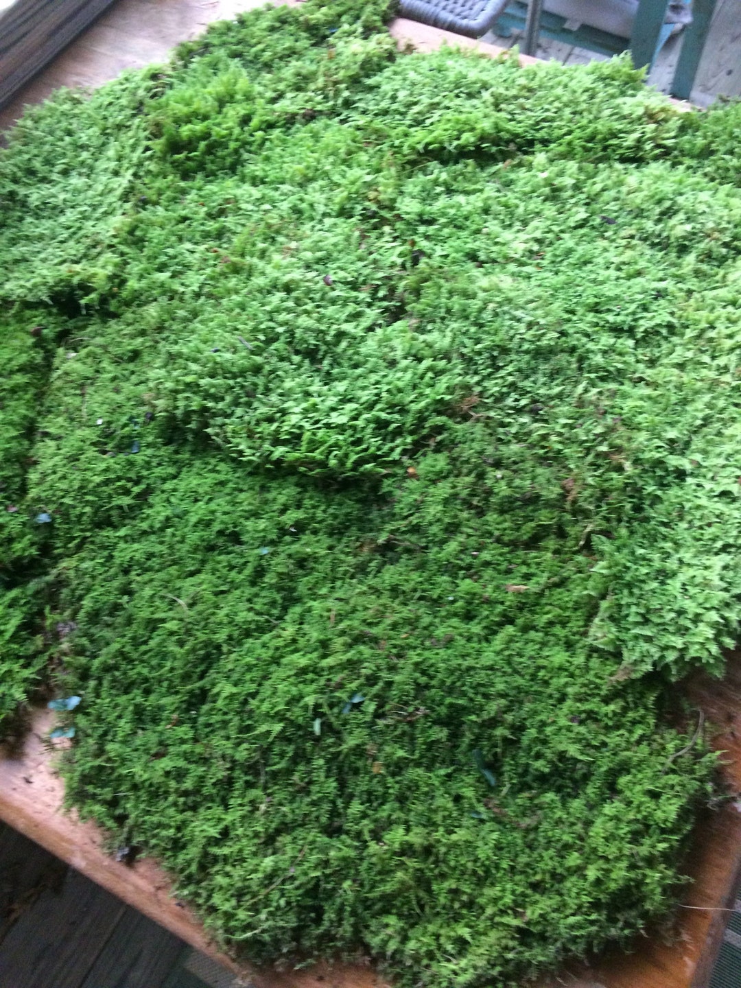 Bulk Sheet Moss ~ Feather Moss 8 Square Feet, Fresh Moss, NOT PRESERVED ...