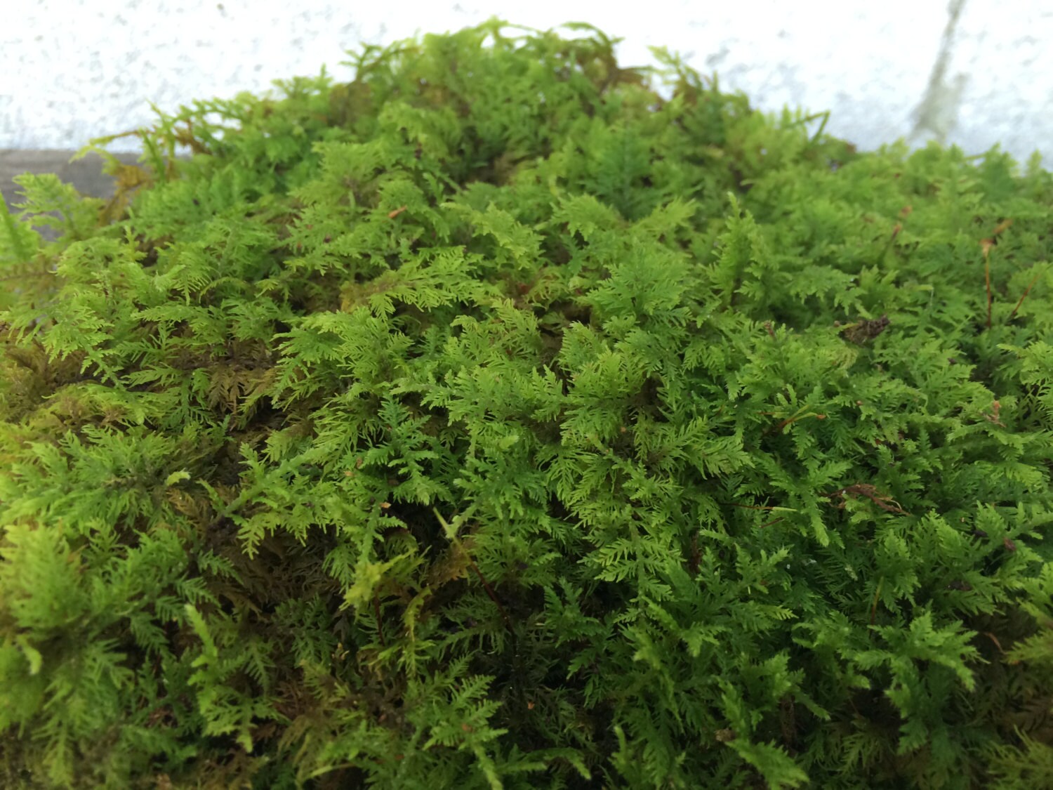 Moss Fern Moss and Partridge Berry Vine Terrariums Fairy - Etsy