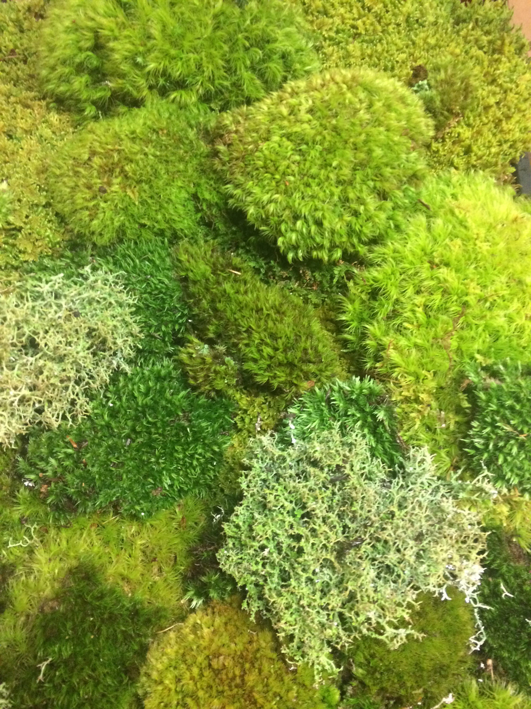 Moss Assortment Pack Terrariums Crafts Miniatures Fairy - Etsy Canada