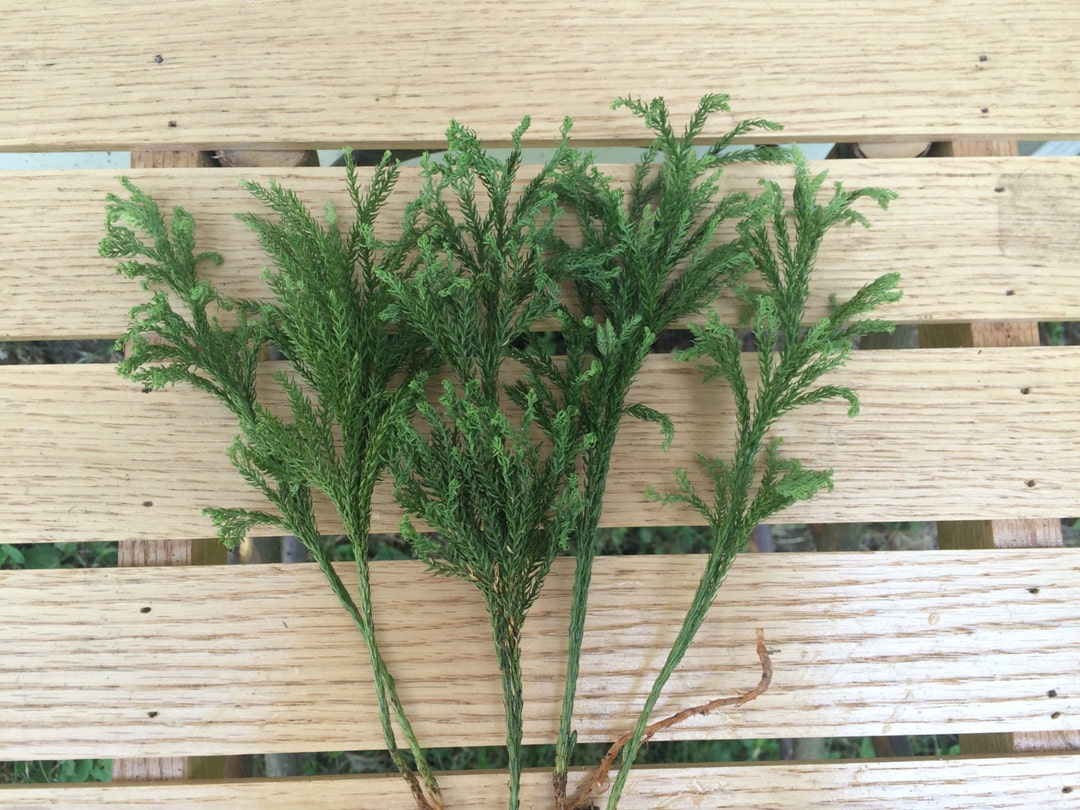 Princess Pine, Sustainably Harvested, Native Plant, Terrariums, Fairy ...