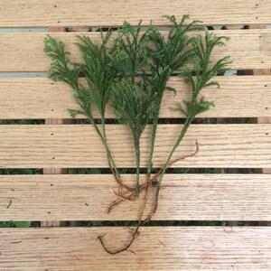 Princess Pine, Sustainably Harvested, Native Plant, Terrariums, Fairy ...