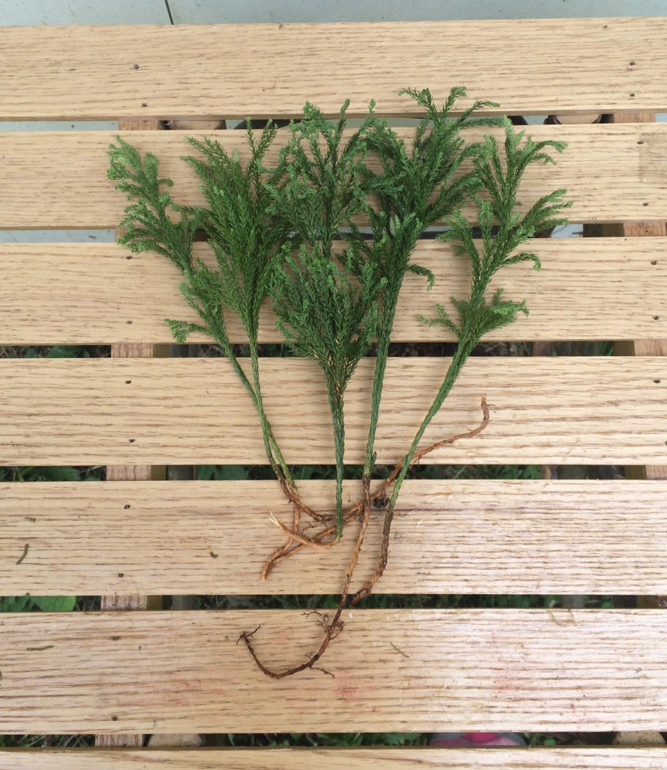 Princess Pine, Sustainably Harvested, Native Plant, Terrariums, Fairy ...